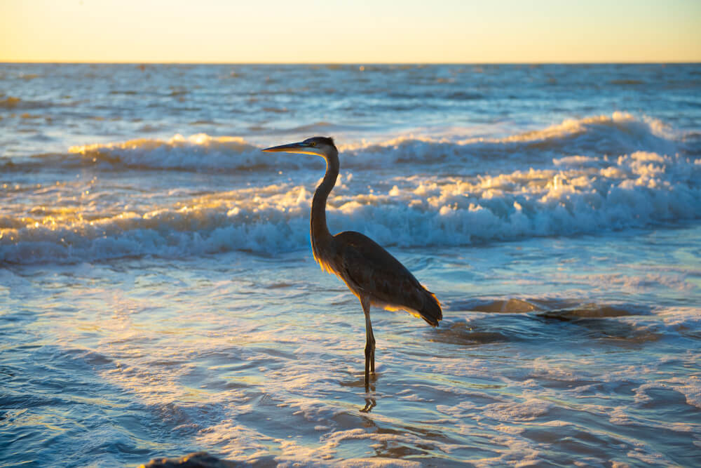 Native Florida Wildlife Watching and Natural Attractions on the ...